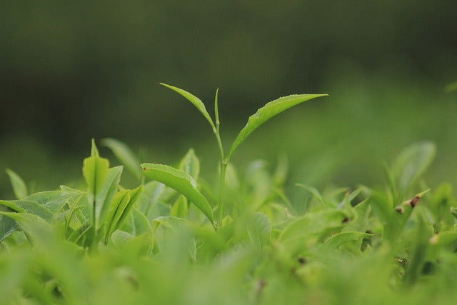 Discover the Different Darjeeling Tea Types: A Guide to the World's Fi ...